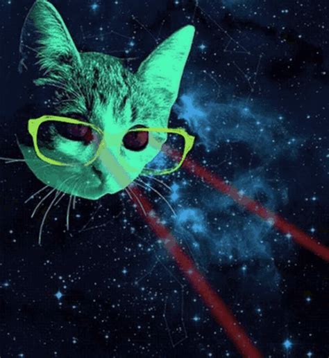 Cat Laser  Cat Laser Meme War Discover And Share S