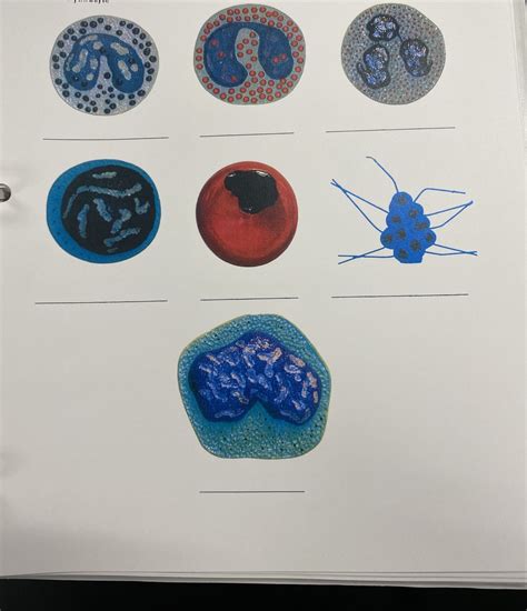 AP Lab Diagram Quizlet