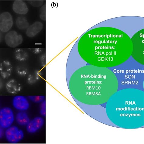 Intranuclear Distribution Of Nuclear Speckles And Its Contents A