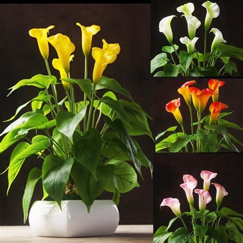 Сънсет Кала Букет - Кала с оставете корен Calla Истинска Сватба Сватба ...