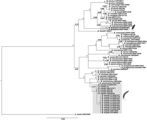 multilocus phylogram based on bayesian inference derived from combined