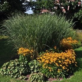 Switchgrass Panicum Virgatum A Growing Guide Garden Design
