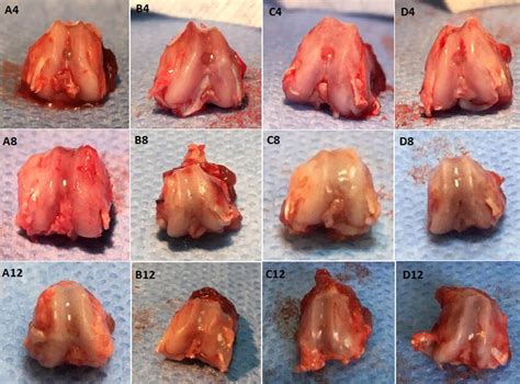 Macroscopic Imaging A E Group Names Evaluation Weeks 4 8 And 12