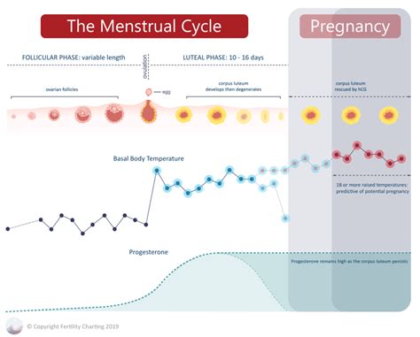Fertilisation Implantation And Pregnancy Fertility Charting