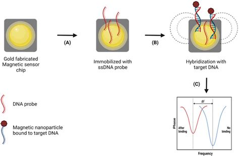 Magnetic Biosensor Schematic Diagram Of Magnetic Biosensor With Gold