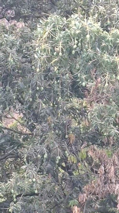 Mithiya Amiya Youtube