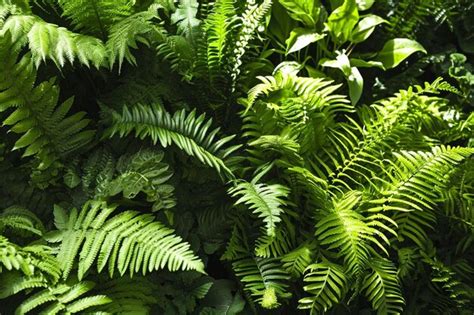 Premium Photo Different Types Of Ferns