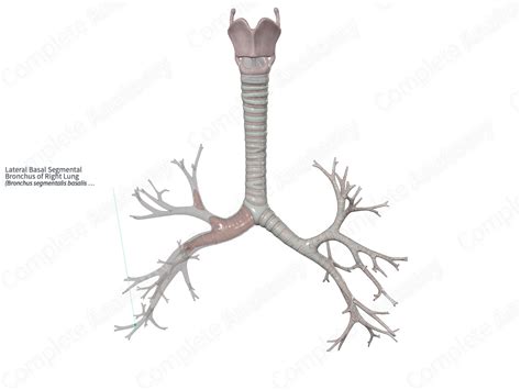Lateral Basal Segmental Bronchus Of Right Lung Complete Anatomy