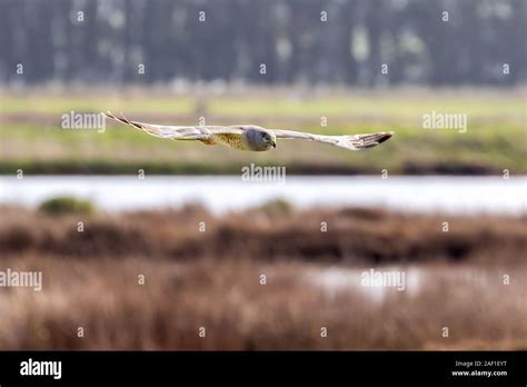 A Northern Harrier Circus Hudsonius Hunts By Flying Low Over Fields