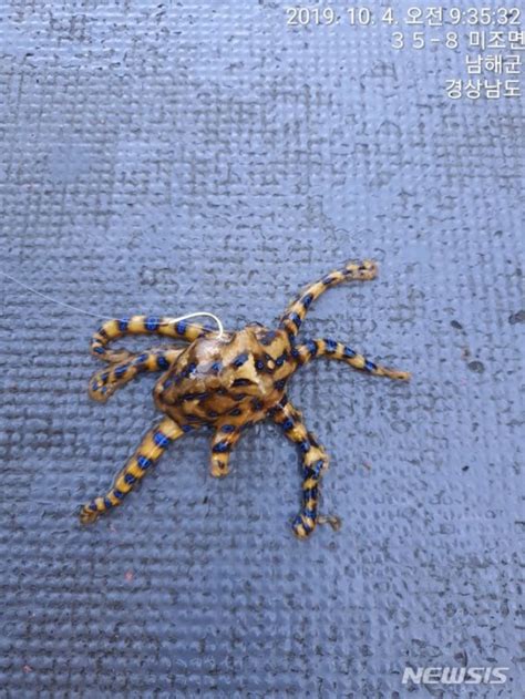 청산가리 독성 10배 남해서 파란고리문어 발견 파이낸셜뉴스