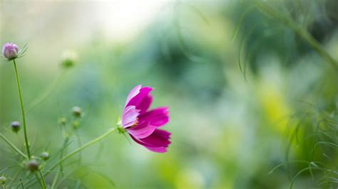 무료 이미지 자연 잔디 사진술 목초지 햇빛 꽃잎 식물학 플로라 야생화 닫다 매크로 사진 녹색 잎 나뭇잎들 꽃 피는 식물 데이지 가족 식물 줄기