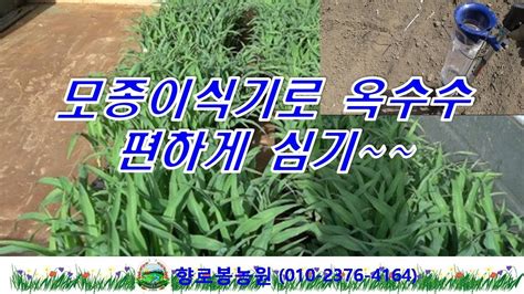 모종이식기로 옥수수를 심으니 편하긴 하네요 Youtube