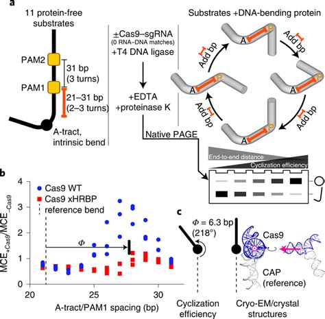 Dna Cyclization Efficiency Experiments A Substrate Structure And