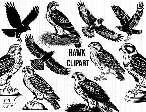 Hawk Clipart Black And White Svg Png Graphic By Victoria Gates