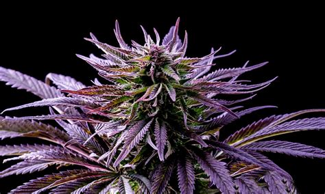 Male Vs Female Weed Plants Whats The Difference