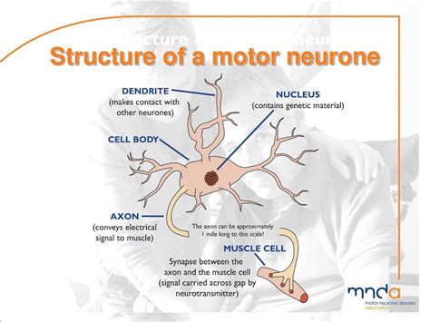 Ppt Motor Neurone Disease Powerpoint Presentation Free Download Id