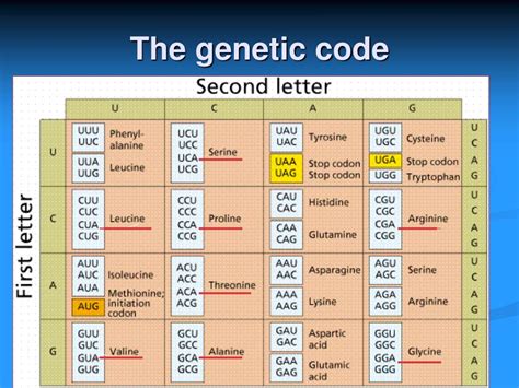 Ppt A Mathematical Model Of The Genetic Code Structure And Ppt A Mathematical Model Of The Genetic Code Structure And
