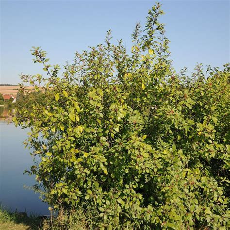 Buy Alder Buckthorn Trees Woodland Trust Shop Woodland Trust Shop