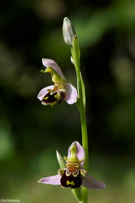 Ophrys Abeille Sipv
