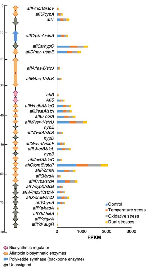 Relative Expression Of Aflatoxin Biosynthetic Genes Bars Indicate The