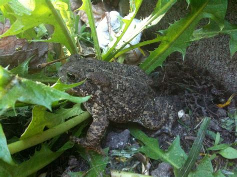 Cristina Leonard Artisan Jewelry SPRINGTIME IN IOWA