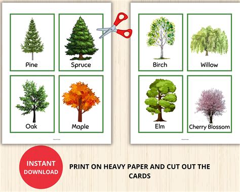 Tree Flashcards Tree Montessori Prebabe Tree Unit Study Forest Babeing Tree Identification