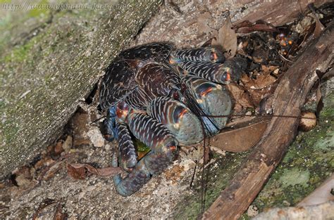 ヤシガニ Birgus Latro Coconut Crab おきなわカエル商会