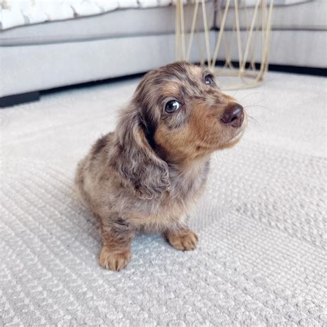 Long Haired Dapple Mini Dachshund All Dachshund