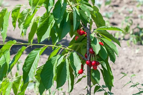 Mircea Rosca 写真、画像、アセット Adobe Stock