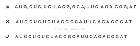 What Is The Genetic Code Definition Properties Chart And Table Genetic Education