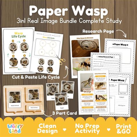 Paper Wasp Life Cycle Activity Insect Metamorphosis Research