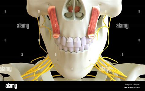 Levator Labii Superioris Muscle Anatomy For Medical Concept 3d