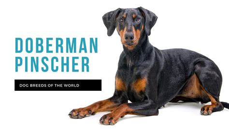 Doberman Pinscher Pet Hero