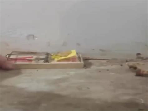 The Mouse Traps Dont Work Anymore Video