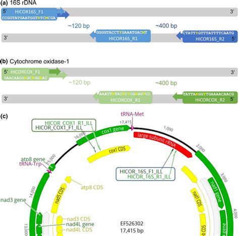 Example Binding Sites For Four Primer Pair Combinations Two Targeting