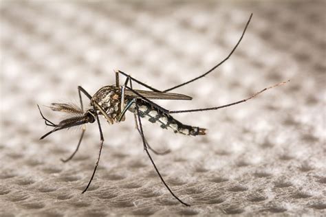 Scientists Cant Agree On Whether Genetically Modified Mosquito