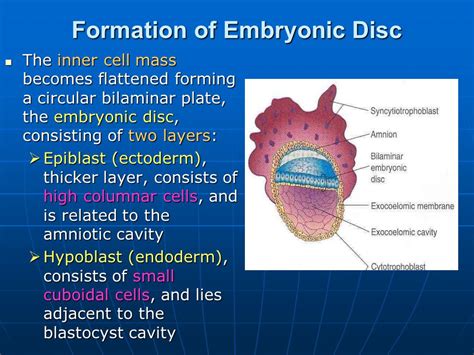 Embryonic Disc