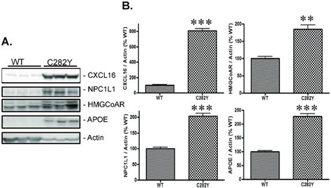 Effect Of The C282y Hfe Mutation On Expression Of Proteins Involved In Download Scientific