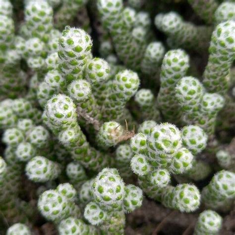 Helichrysum × Selago Plant Care And How To Grow Water