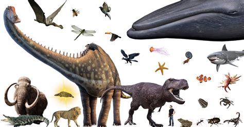 The Brain Of Australopithecus Afarensis Lucy And Selam Rpaleontology