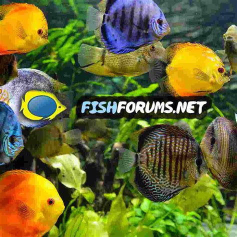 Sex Ratios Livebearers And Killifish Fish Forum