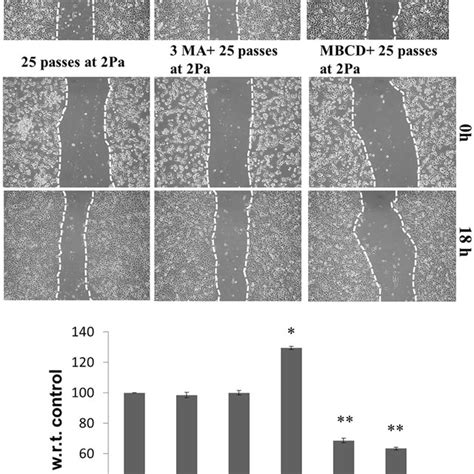 In Vitro Scratch Assay To Assess The Dependence Of Hela Cell