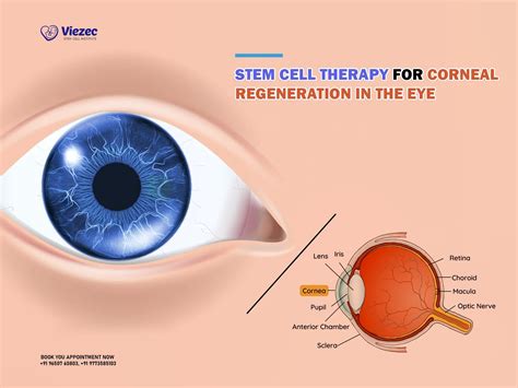 Stem Cell Therapy For Corneal Regeneration In Eyes
