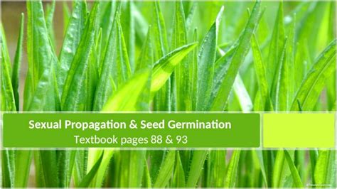 Ppt Sexual Propagation And Seed Germination Textbook Pages 88 And 93