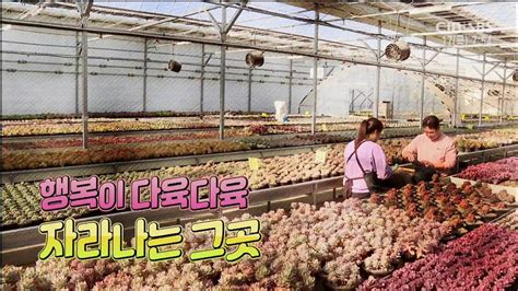 모닝와이드 행복이 다육다육 자라나는 그곳 Youtube