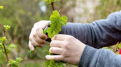 How To Prune Blackberries 10 Pro Tips
