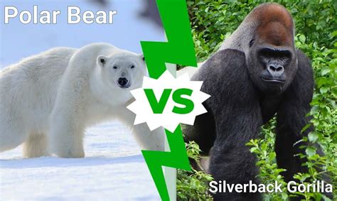 Kodiak Bear Vs 2 Silverback Gorillas Battles Comic Vine
