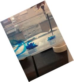 Exploring Convection Currents Lab Activity Palmer Marine Science INC