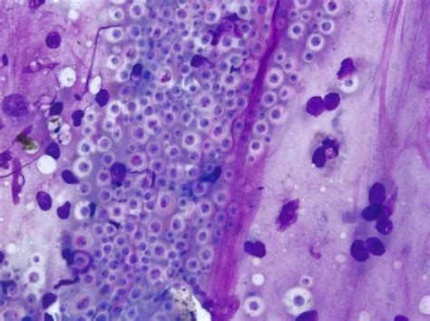 Clinical Image What Is This Cats Diagnosis