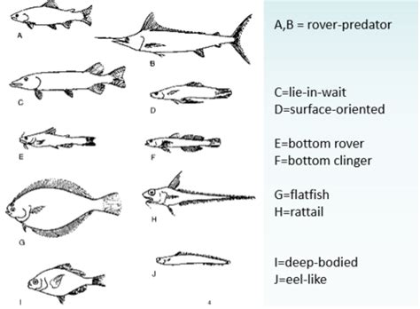 Ichthyology L3 Fish Form And Movement Flashcards Quizlet